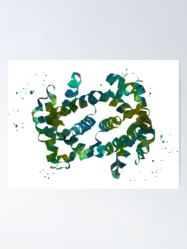 "Hemoglobin Protein Structure of Red Blood Cell" Poster for Sale by ...