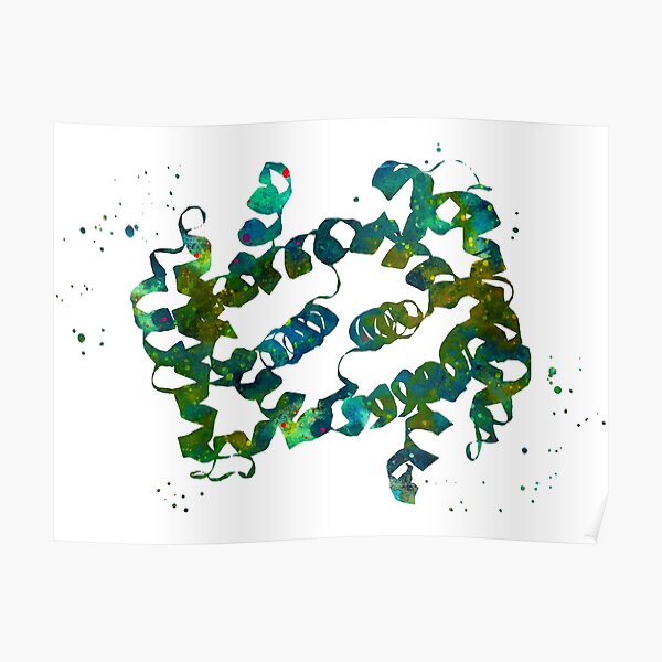 "Hemoglobin Protein Structure of Red Blood Cell" Poster for Sale by ...