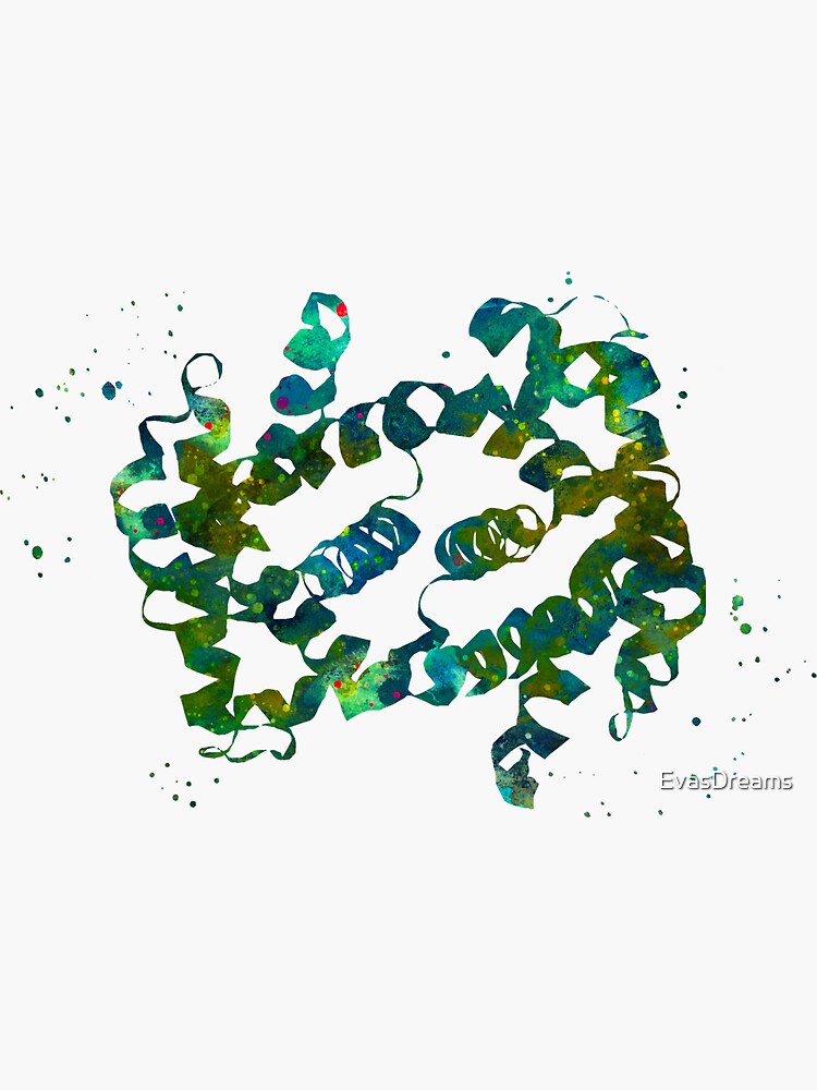 "Hemoglobin Protein Structure of Red Blood Cell" Sticker for Sale by ...