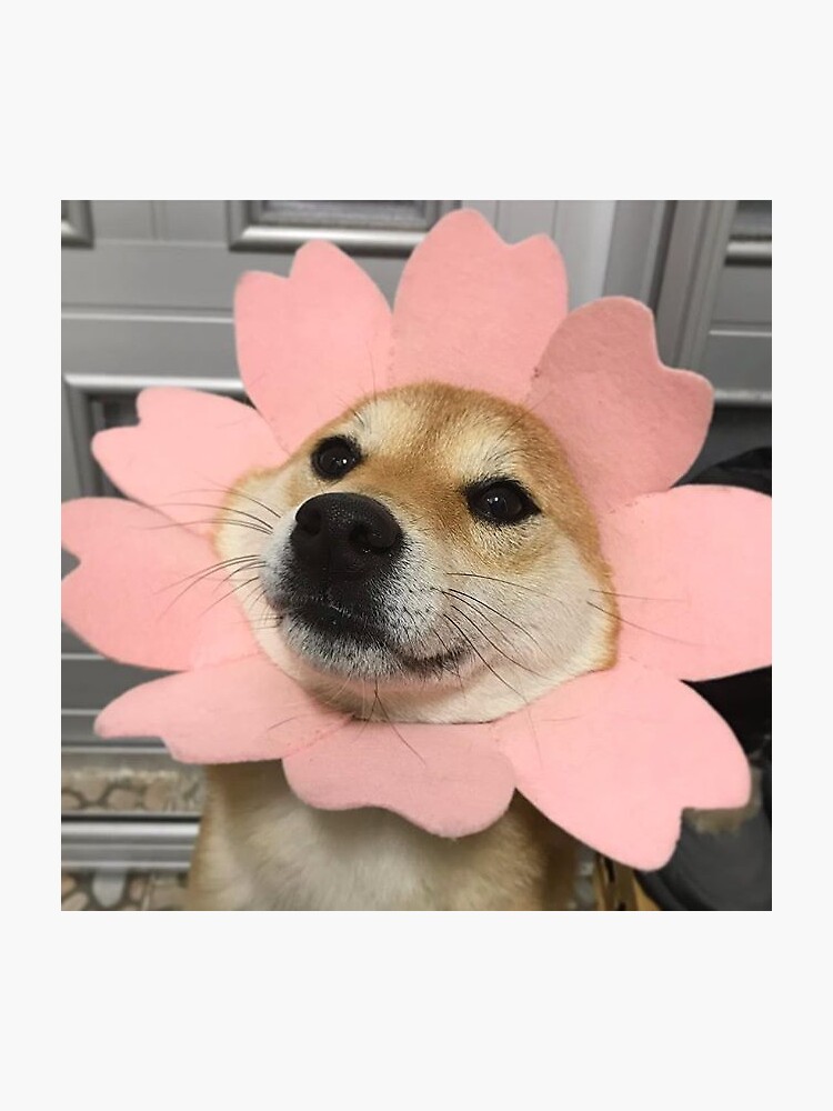 "shiba inu flower" Sticker for Sale by fru1tbat11 | Redbubble