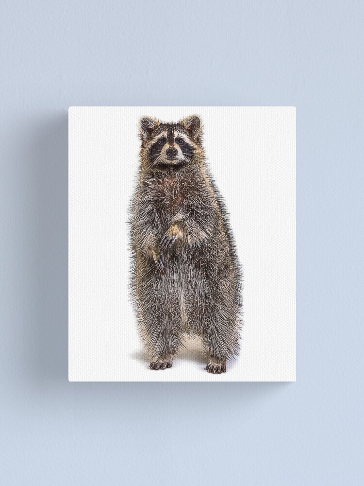 Lienzo «Linda cara de mapache americano vintage, linda pintura al óleo ...