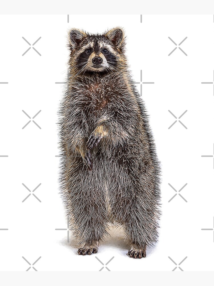Lámina fotográfica «Linda cara de mapache americano vintage, linda ...