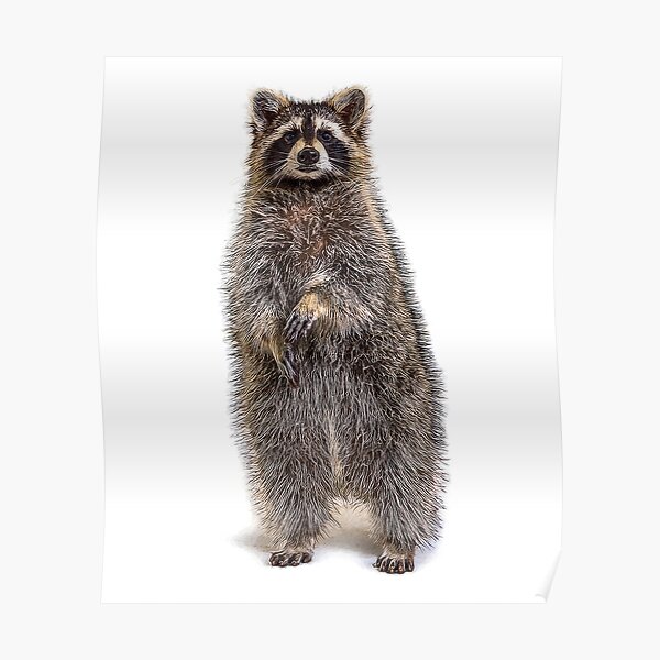 Póster «Linda cara de mapache americano vintage, linda pintura al óleo ...
