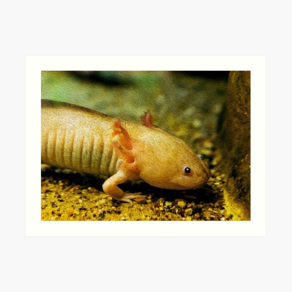 "Cute Axlotl chilling Axolotl in nature" Art Print for Sale by ...