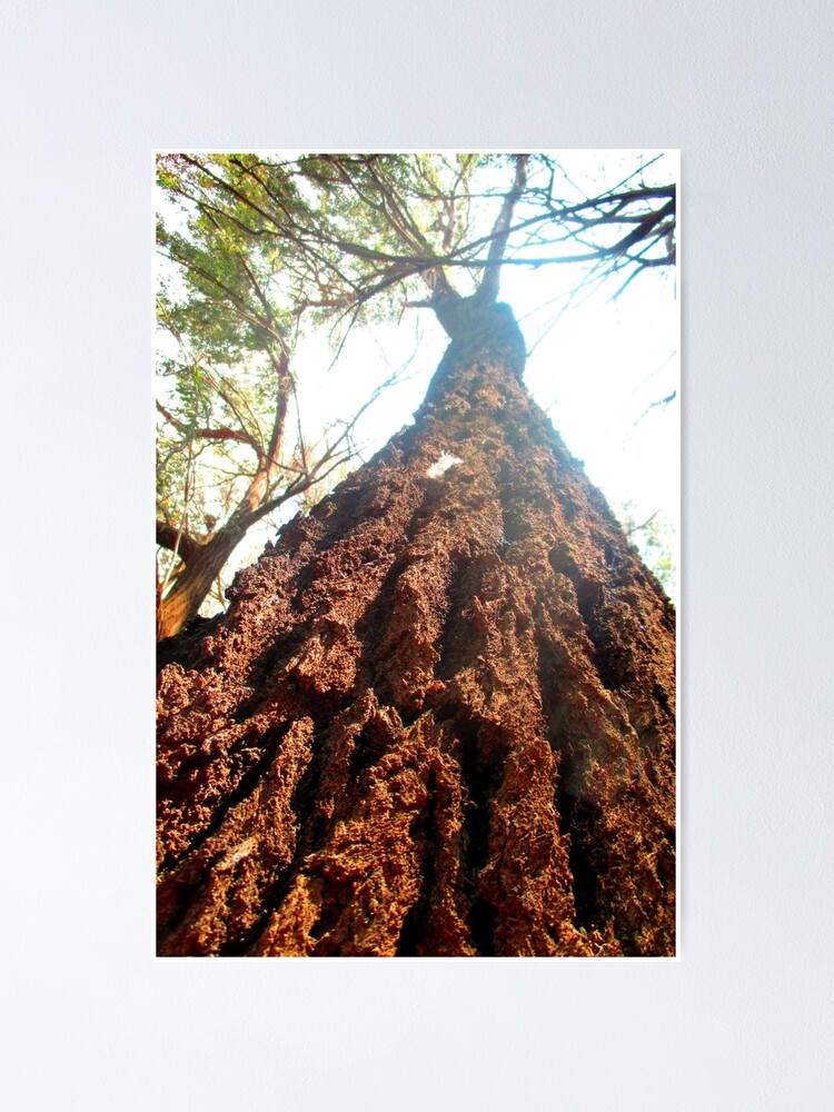 "Bloekom Tree" Poster for Sale by IAmErika | Redbubble