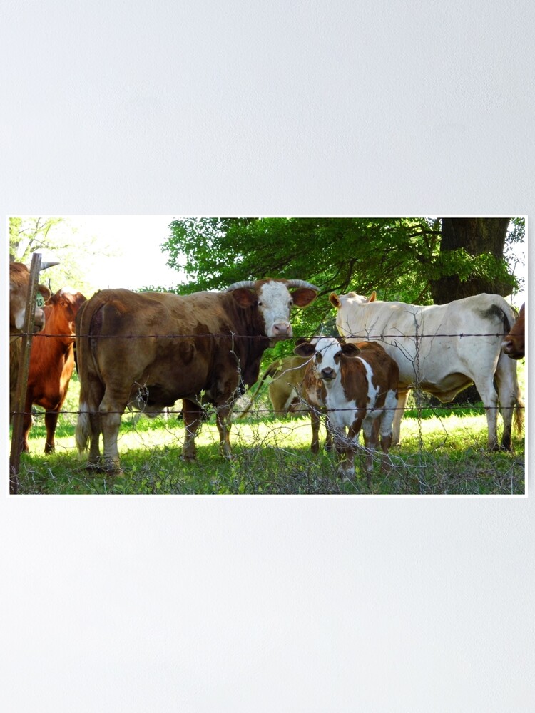"The MOO Family" Poster by WildestArt | Redbubble