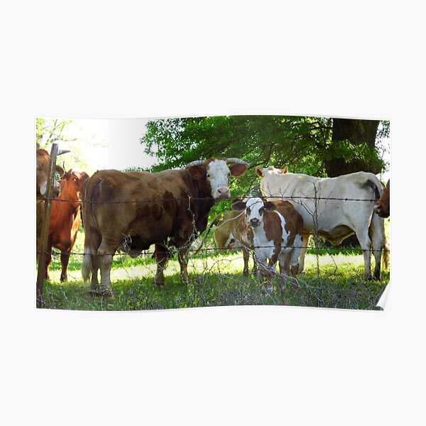 "The MOO Family" Poster by WildestArt | Redbubble