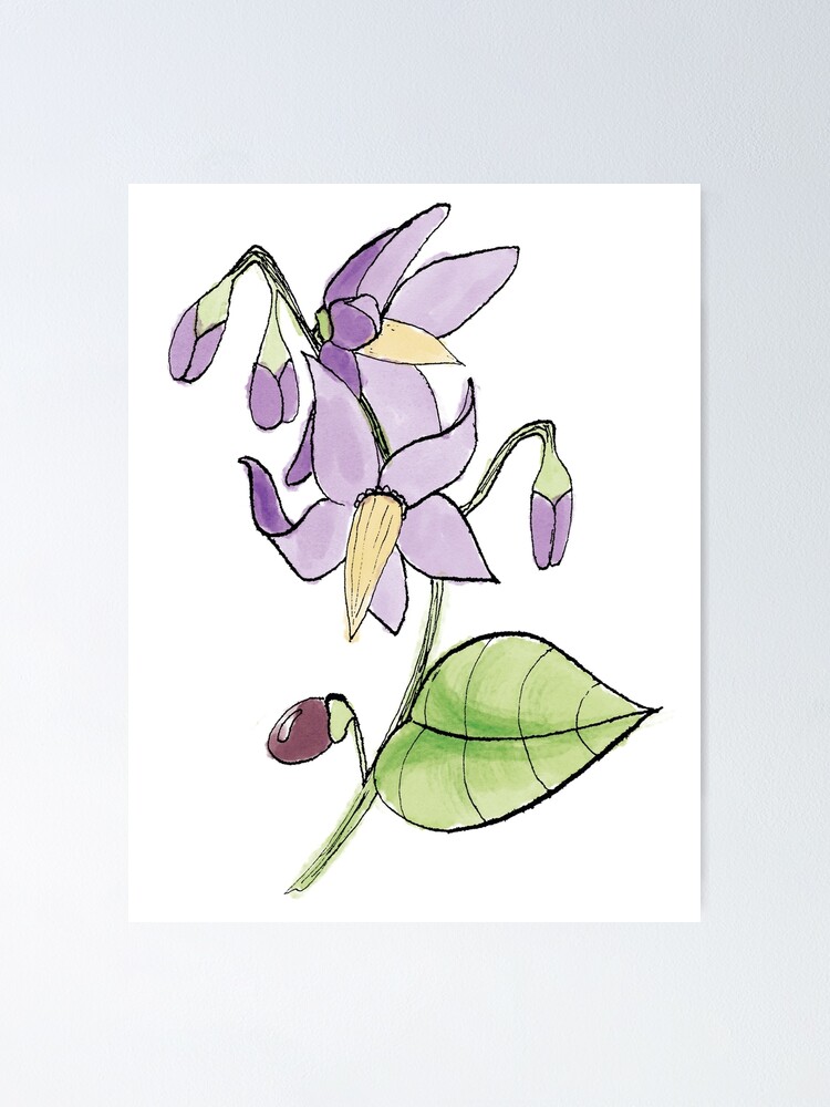 "Bittersweet Nightshade" Poster by TessDrawsStuff | Redbubble