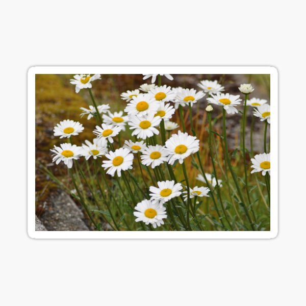 "Roadside Daises " Sticker for Sale by joelbakken39 | Redbubble
