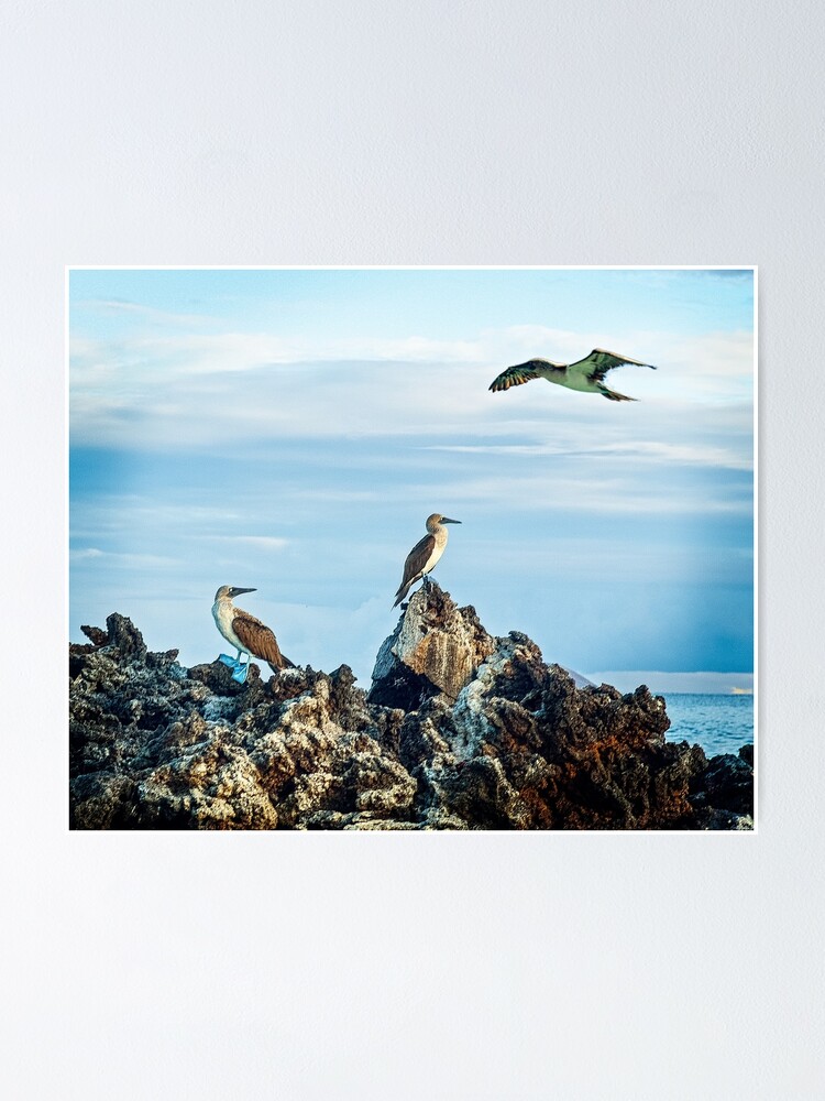 "Blue Footed Boobies" Poster for Sale by Yukondick | Redbubble