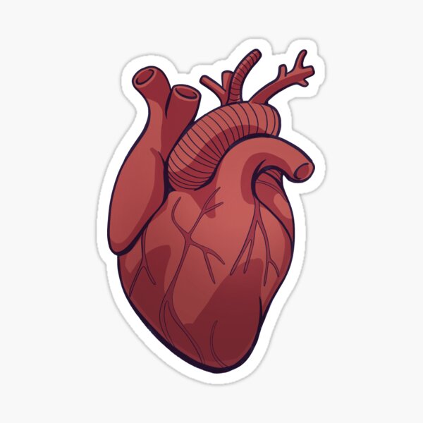 "Illustrated Human Heart" Sticker for Sale by NoahSalvatorArt | Redbubble
