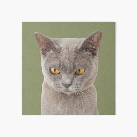"Angry Cute Cat Kitten Pet Meme Kawai With Gold Scary Eyes " Art Board ...