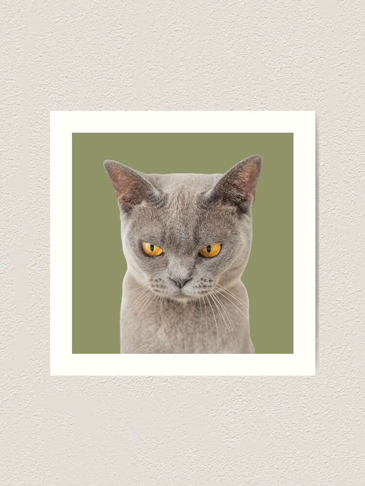 "Angry Cute Cat Kitten Pet Meme Kawai With Gold Scary Eyes " Art Print ...