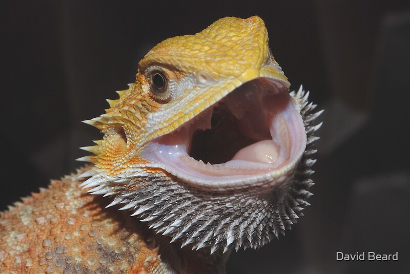 "Bearded Dragon Gaping" by David Beard | Redbubble