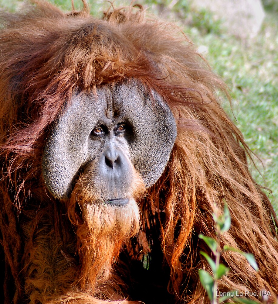"male Sumatran orangutan" by Lenny La Rue, IPA | Redbubble