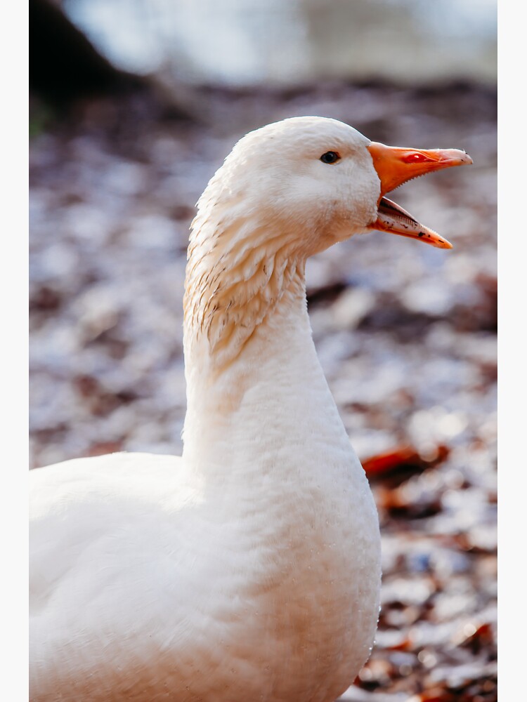 "Angry Goose" Sticker for Sale by CatBouwhuis | Redbubble