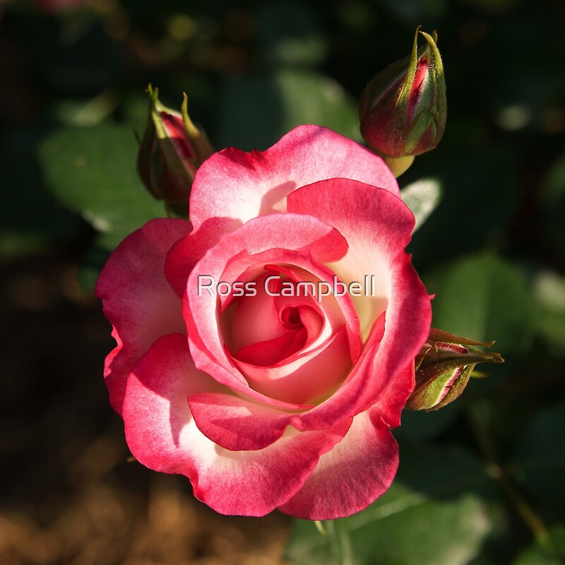 "Two Tone Rose" by Ross Campbell | Redbubble