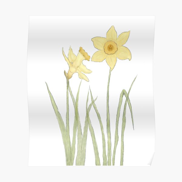 "Wildflower-Daffodil " Poster for Sale by MSunnyStudio | Redbubble