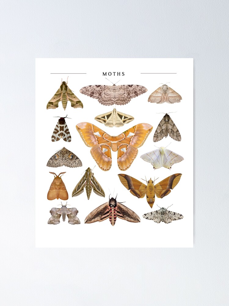 "types of moths" Poster by Rob-Son | Redbubble