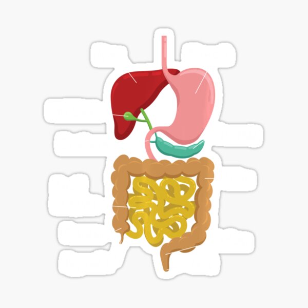 "Biology Teacher Anatomical Chart Digestive System" Sticker for Sale by ...