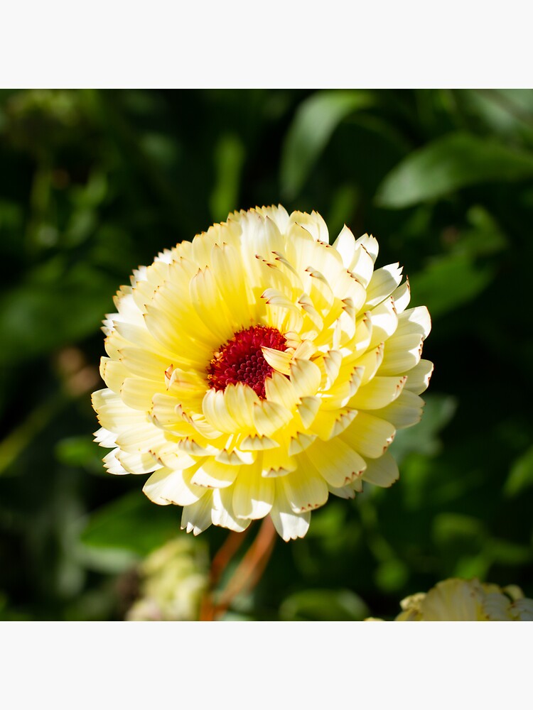 "Calendula Snow Princess" Sticker for Sale by Tanya24 | Redbubble