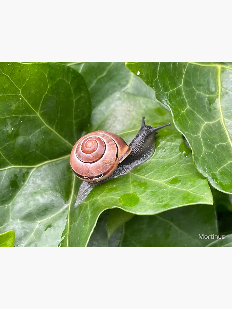"Mr. Snail" Sticker for Sale by Mortinus | Redbubble