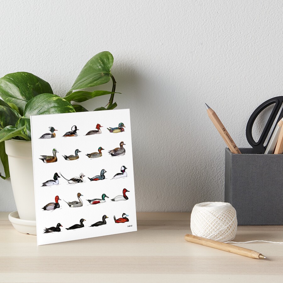 "Ducks of North America - 20 diving and dabbling ducks, bird art, duck ...