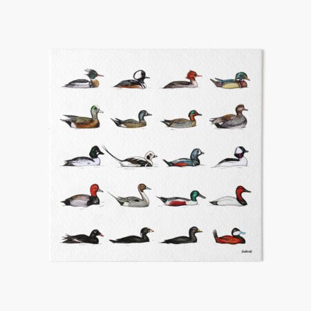 "Ducks of North America - 20 diving and dabbling ducks, bird art, duck ...