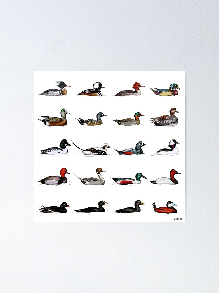 "Ducks of North America - 20 diving and dabbling ducks, bird art, duck ...