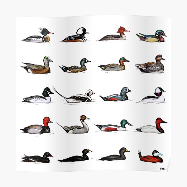 "Ducks of North America - 20 diving and dabbling ducks, bird art, duck ...