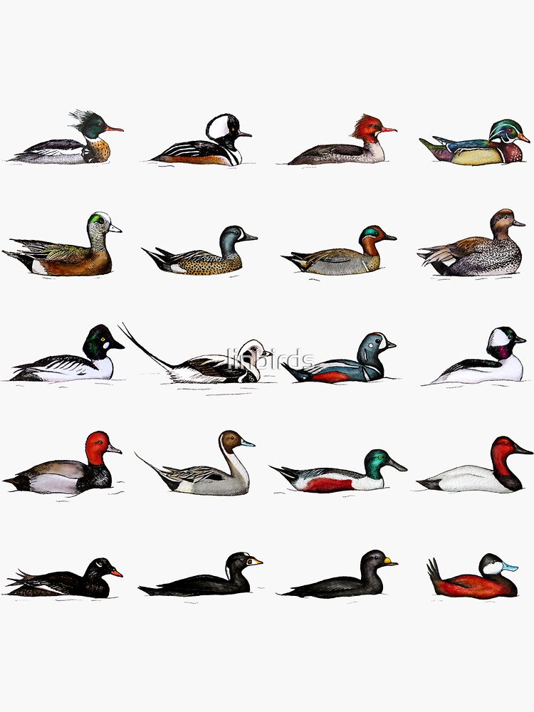 "Ducks of North America - 20 diving and dabbling ducks, bird art, duck ...