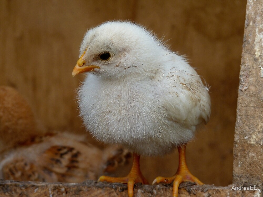 "I'm CHEEP, cheep.. To Keep!!! - Baby Chick - NZ" by AndreaEL | Redbubble