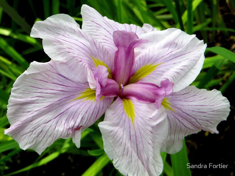 "A Study in Mauve" by Sandra Fortier | Redbubble