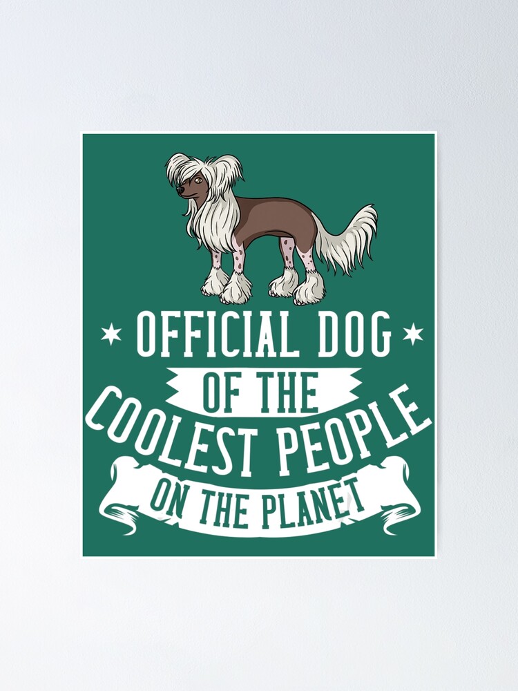 "Chinese Crested Powderpuff Dog Puppies Owner Lover" Poster for Sale by ...