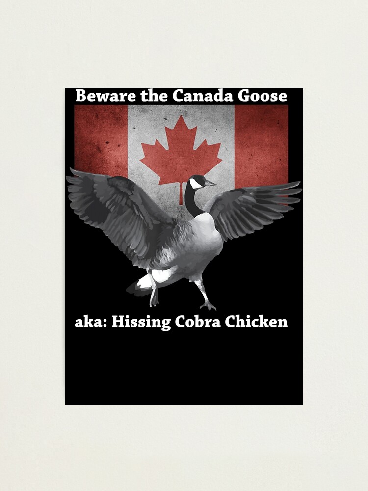 "Beware The Hissing Cobra Chicken Aka Canadian Goose" Photographic ...