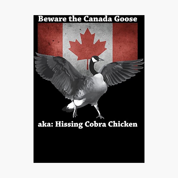 "Beware The Hissing Cobra Chicken Aka Canadian Goose" Photographic ...