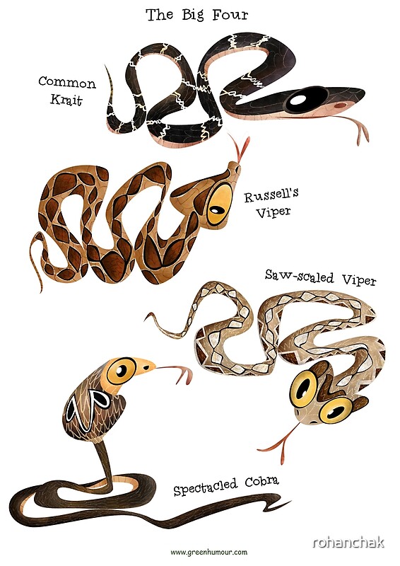 "The Big Four venomous snakes of India" by rohanchak | Redbubble