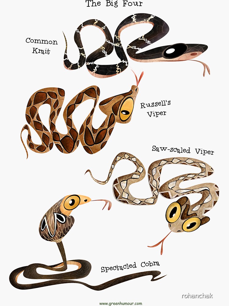 "The Big Four venomous snakes of India" Sticker by rohanchak | Redbubble