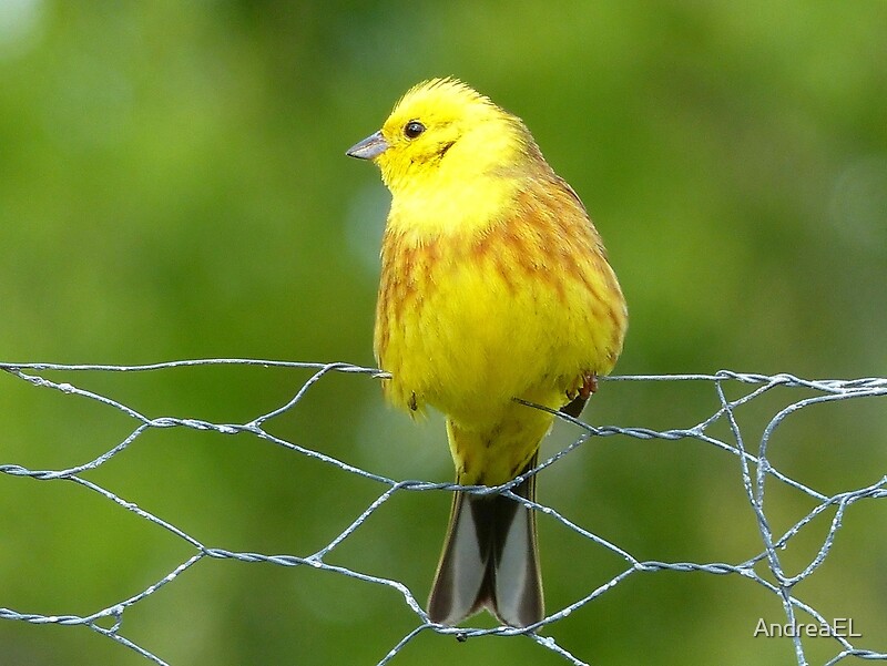 "A Little Bit Of Bread AND No Cheese Please...- Yellowhammer - NZ" by ...