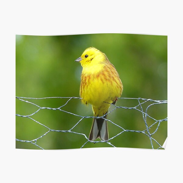 "A Little Bit Of Bread AND No Cheese Please...- Yellowhammer - NZ ...