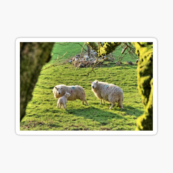 "Sheep in Wales - Welsh Sheep" Sticker for Sale by Cult45one | Redbubble