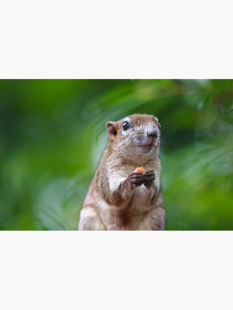 "cuteness overload with little squirrel friend in nature " Sticker for ...