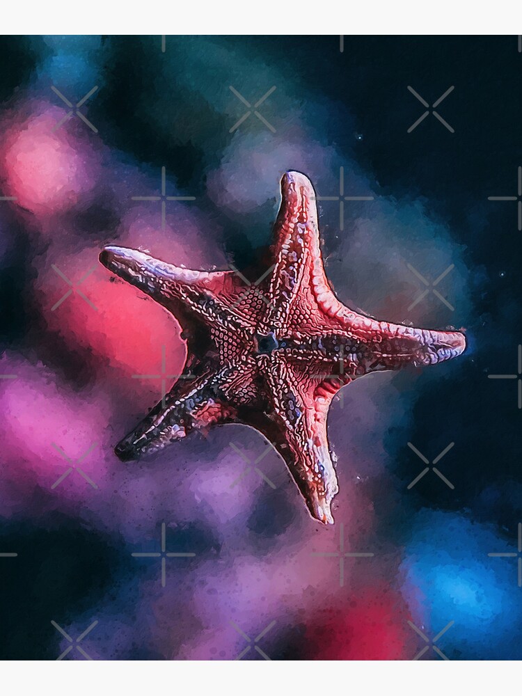 "Purple Starfish Under The Ocean, Cute Starfish Under the Ocean Life ...