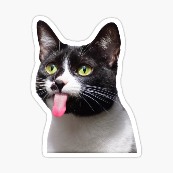 "Funny dad munchkin black cat ,Cute munchkin kitten meow" Sticker for ...