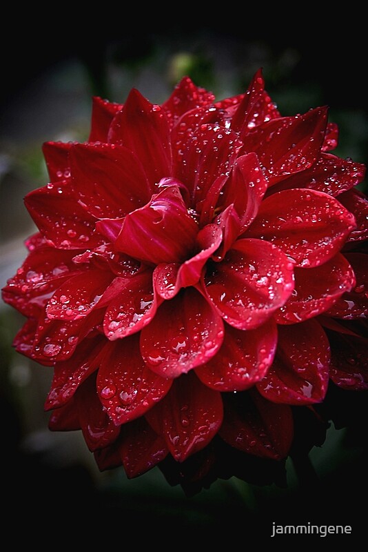 "blood red.... soaked with raindrops" by jammingene | Redbubble