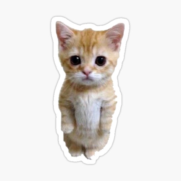 "super tiny cat meme " Sticker for Sale by AliceinMemeLand | Redbubble