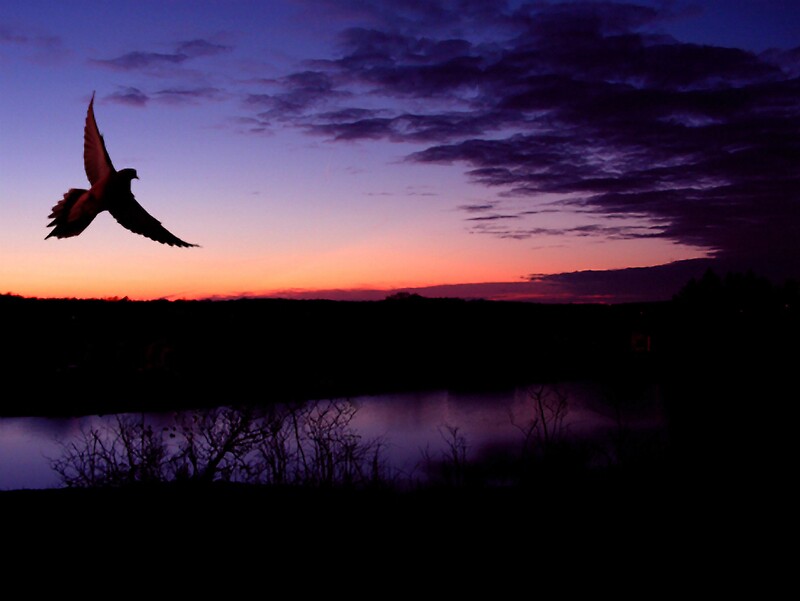 "Dove In Flight At Sunset" by Kenneth Krolikowski | Redbubble