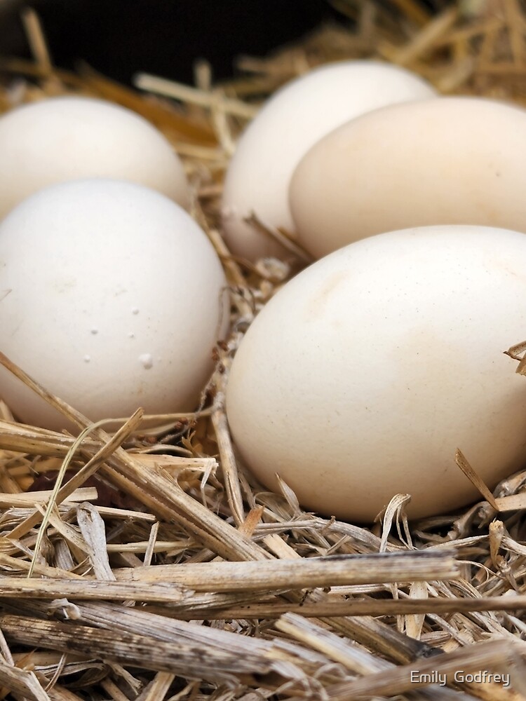 "Barred rock chicken eggs" Poster for Sale by BalancedCo | Redbubble