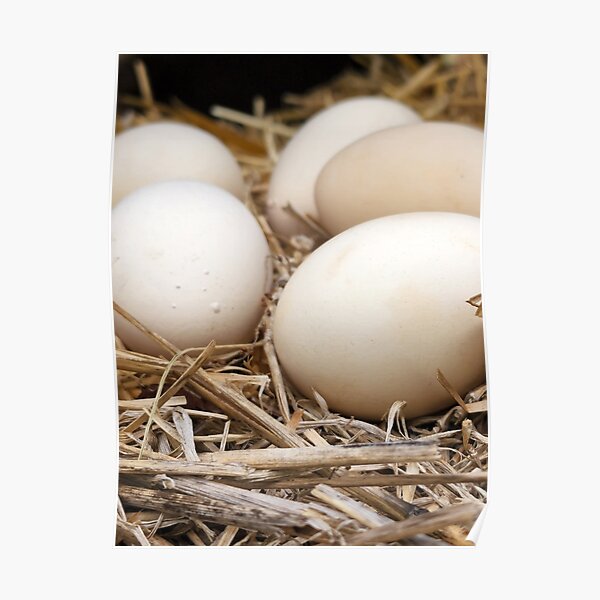 "Barred rock chicken eggs" Poster for Sale by BalancedCo | Redbubble