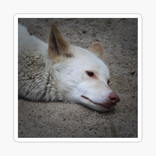"Sleeping Dingo" Sticker for Sale by WintersPhoto | Redbubble